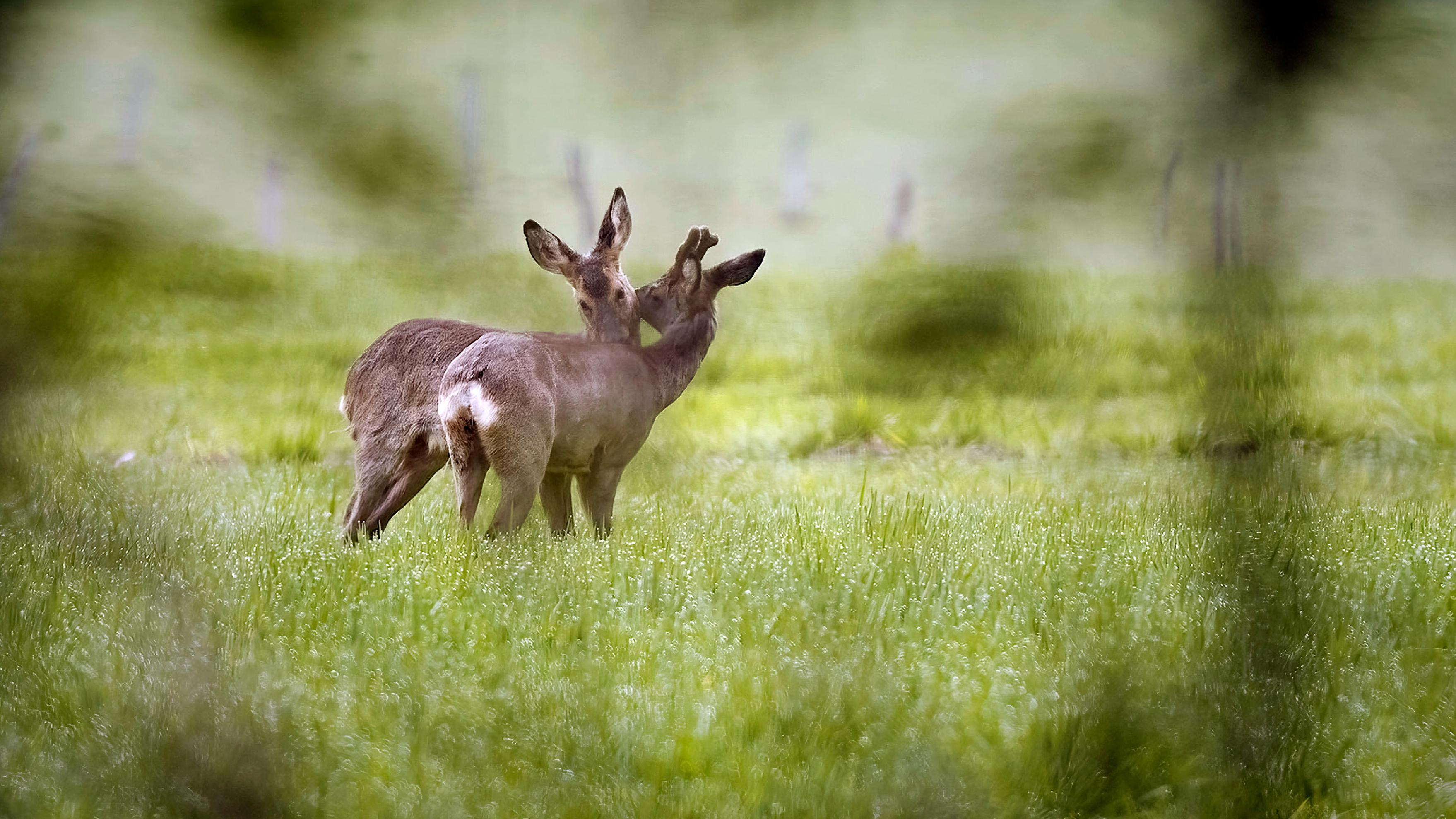 SOLOGNE BOURBONNAISE PAR NATURE : pack de communication, dates de ...