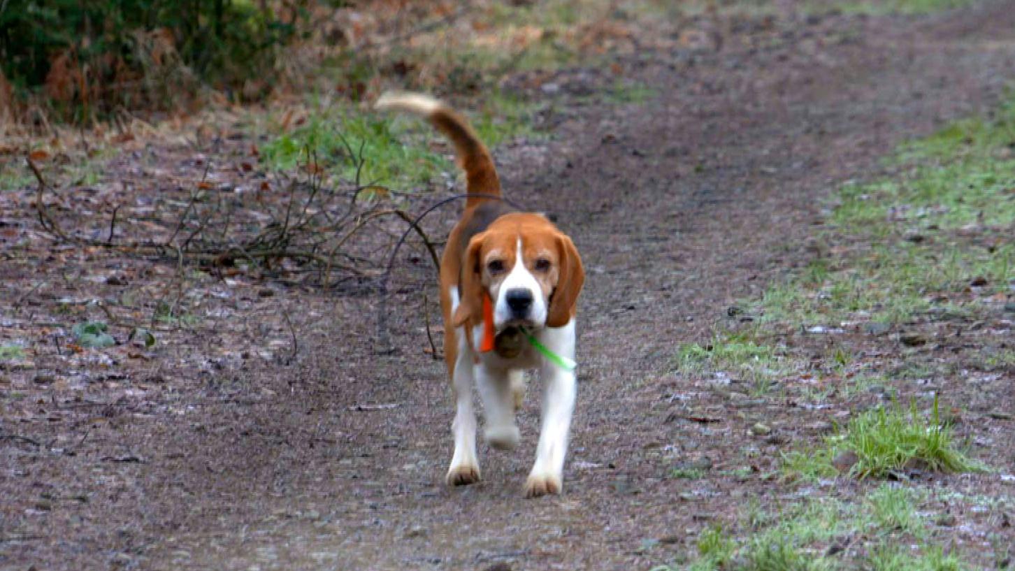 BEAGLE, BRITISH & CHASSEUR : pack de communication, dates de diffusion ...
