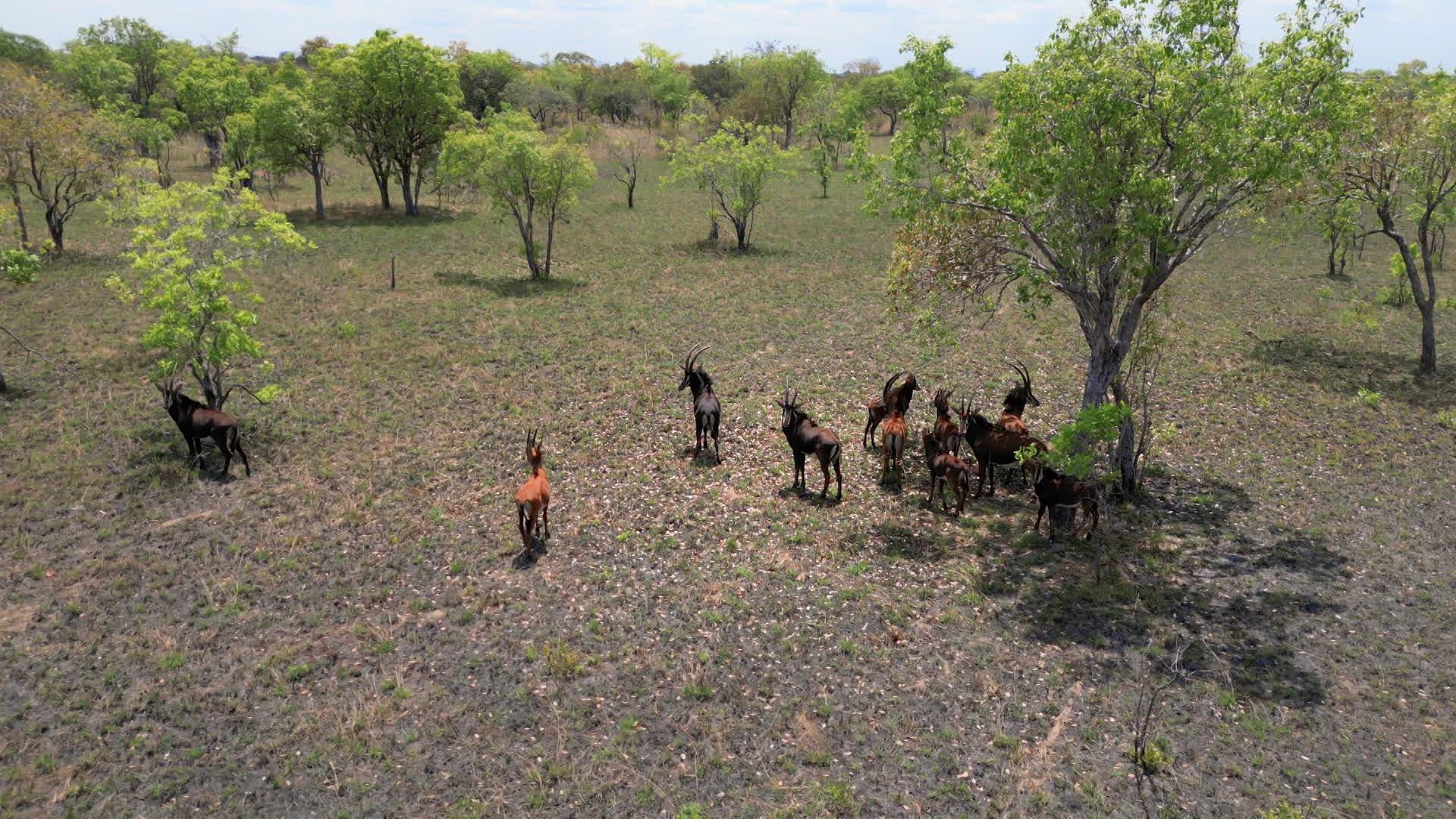 MOZAMBIQUE, AU ROYAUME DE PALA PALA : pack de communication, dates de ...